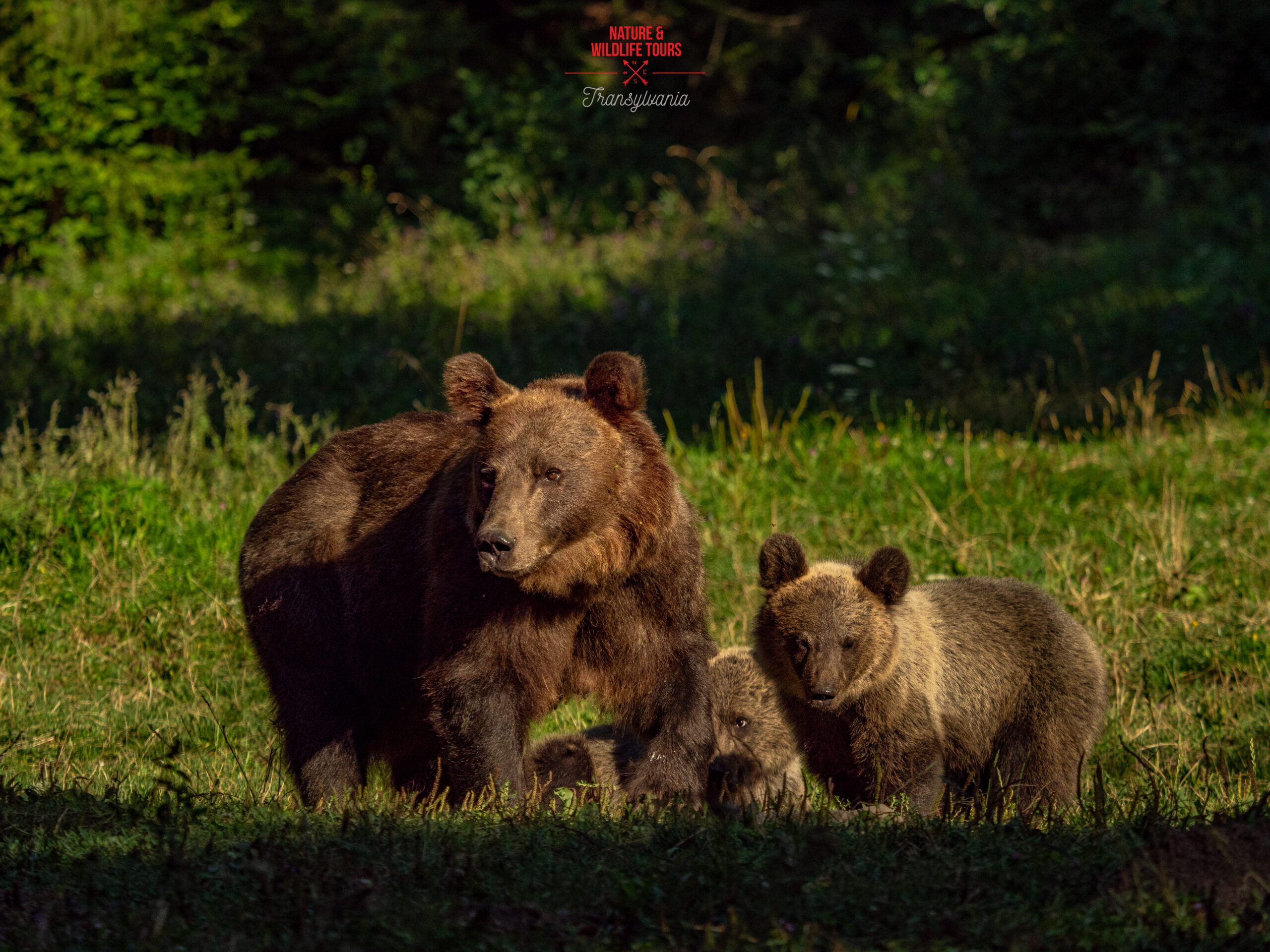 Wildlife Transylvania – Nature and Wildlife Tours in Tranylvania